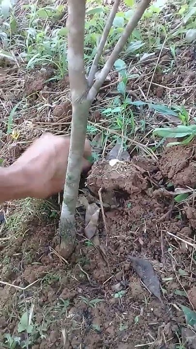cara perawatan pada pohon cengkeh - YouTube