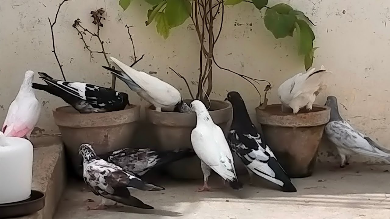 Beautiful Pigeons #viral #virallongvedio #trending #Shabbir Afridi ...