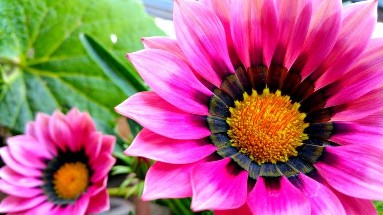 Light instrumental music for a good mood - YouTube