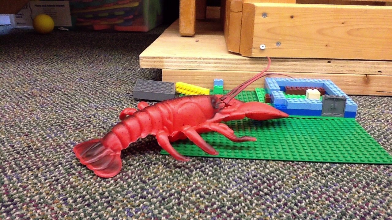 Lobster Attack - YouTube