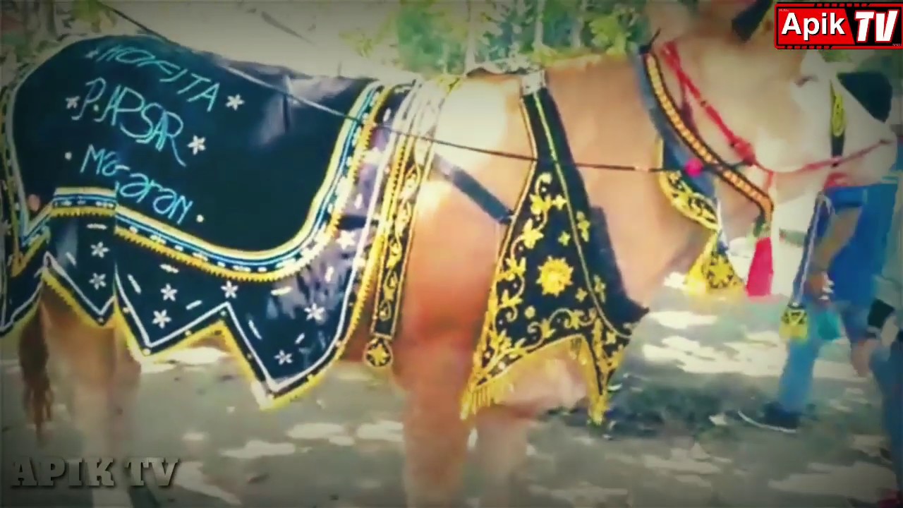 Kontes Sapi Boyolali Terbesar - YouTube