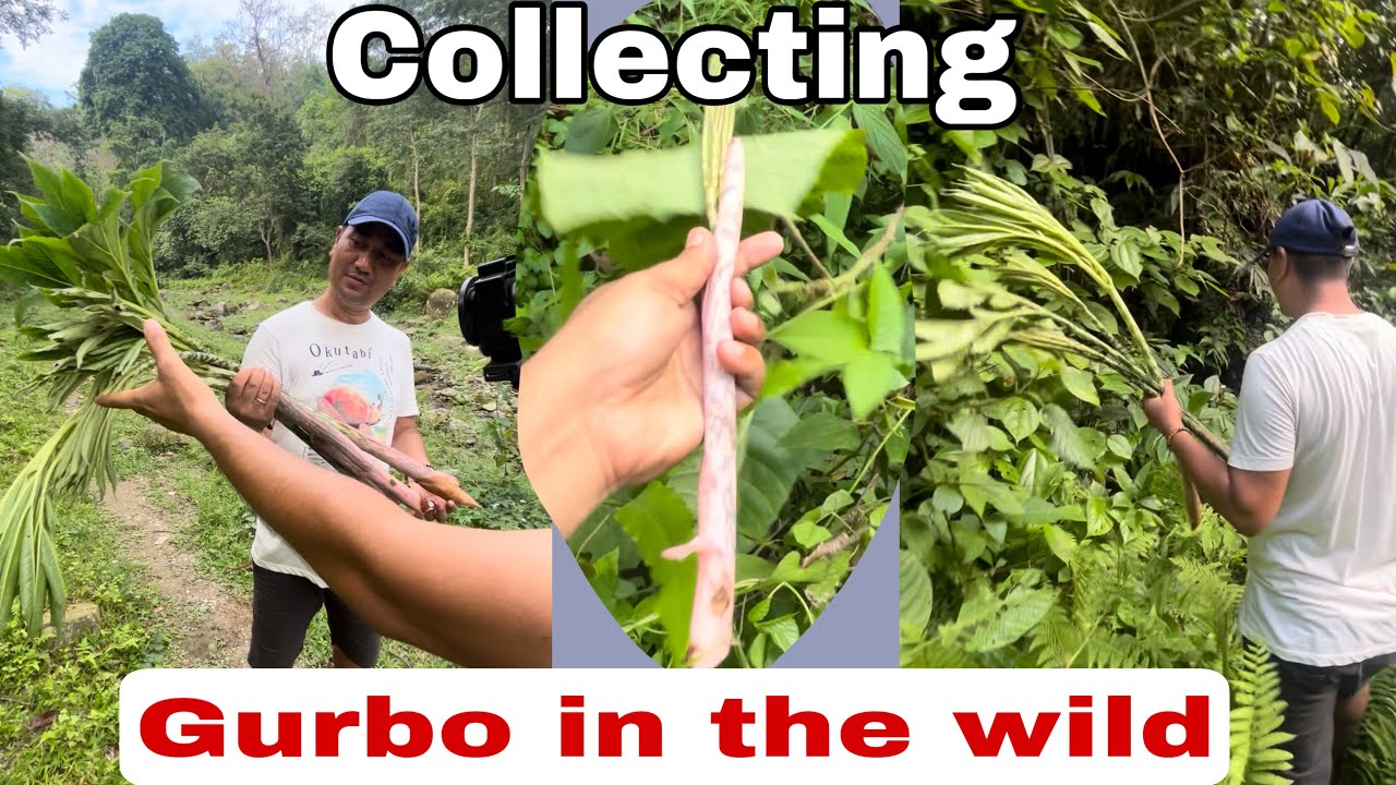 Gurbo hunting in the wild jungle - YouTube