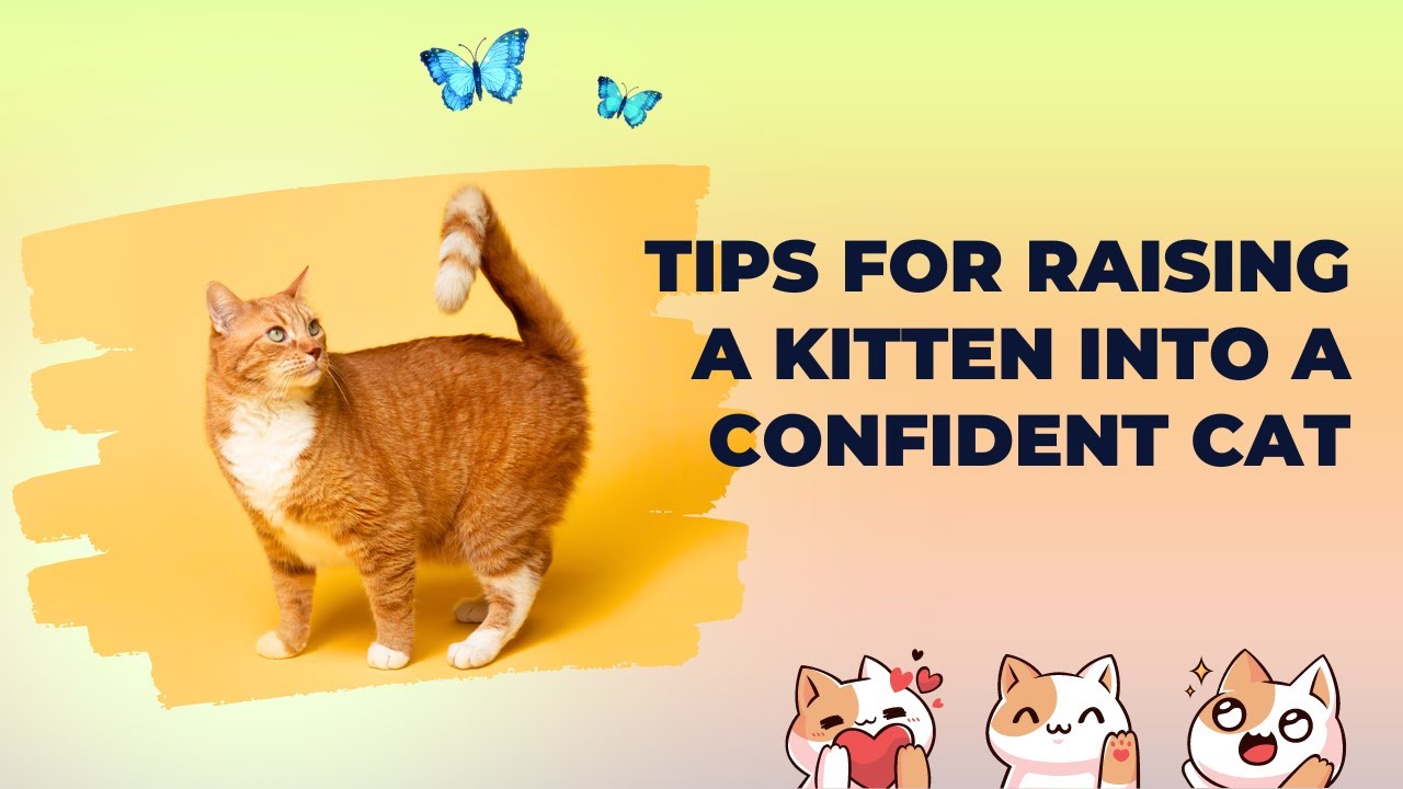 Raising a Confident Kitten: The Path to a Happy and Secure Cat ...