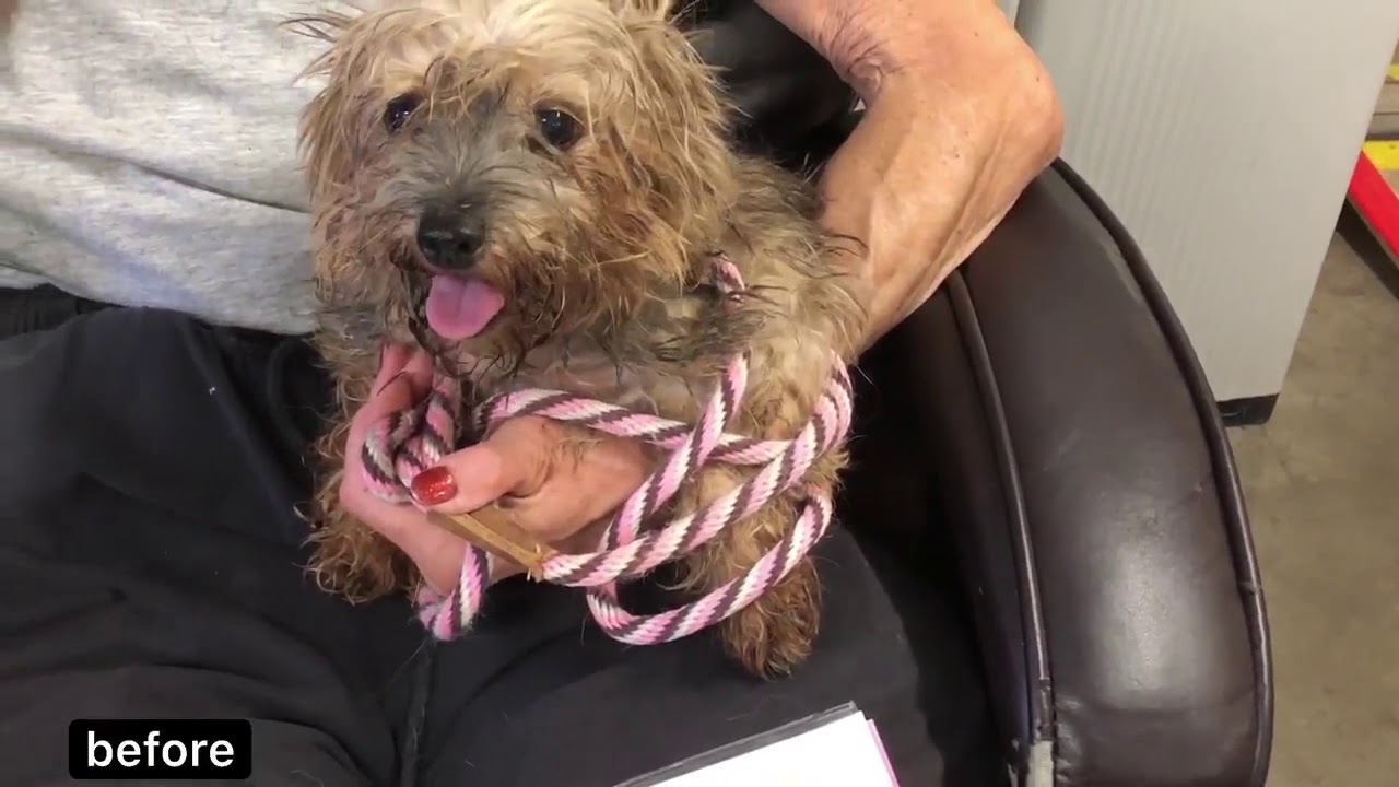 The makeovers have begun & the dogs are being transformed! - YouTube