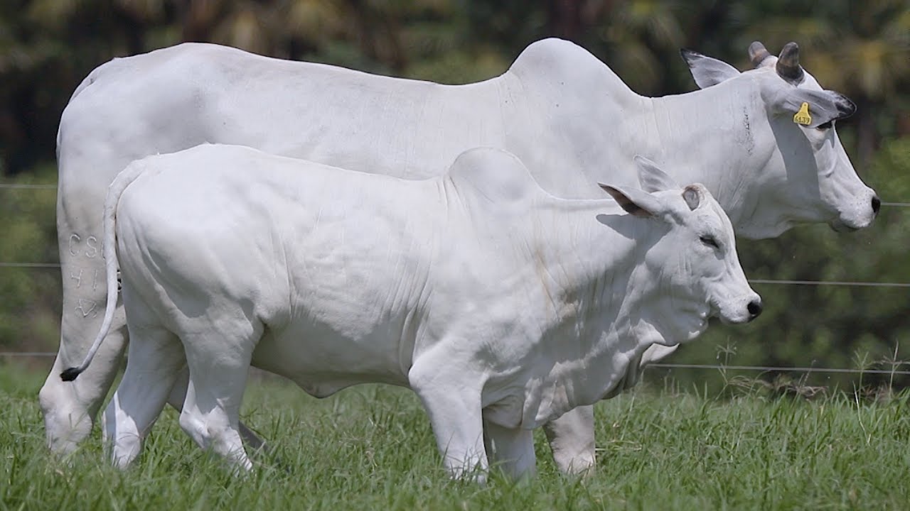 LOTE 78 - CSCQ 418 - YouTube