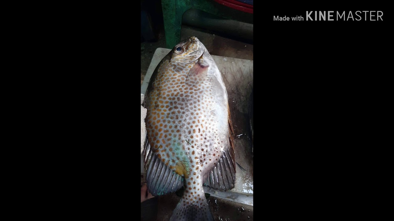 BIG FISH DANGGIT SA BISAYA #ISDA NA MALAKI KUHA NG AMO KO - YouTube