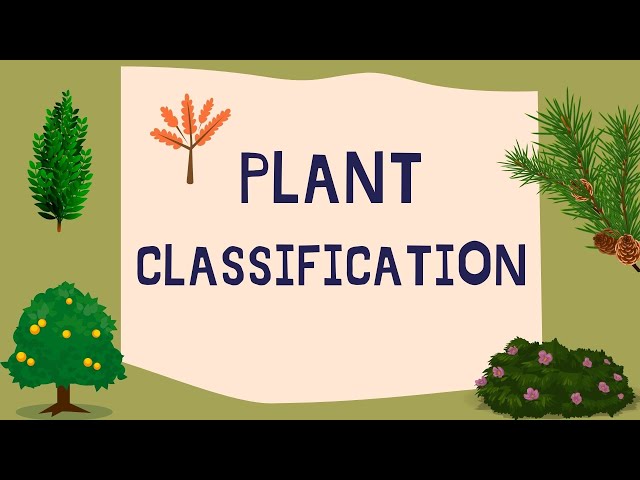 How Plants Are Classified general vo…: English ESL video lessons