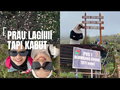 akhirnya bisa ikut trend bunga daisy | GUNUNG PRAU ⛰️ - YouTube
