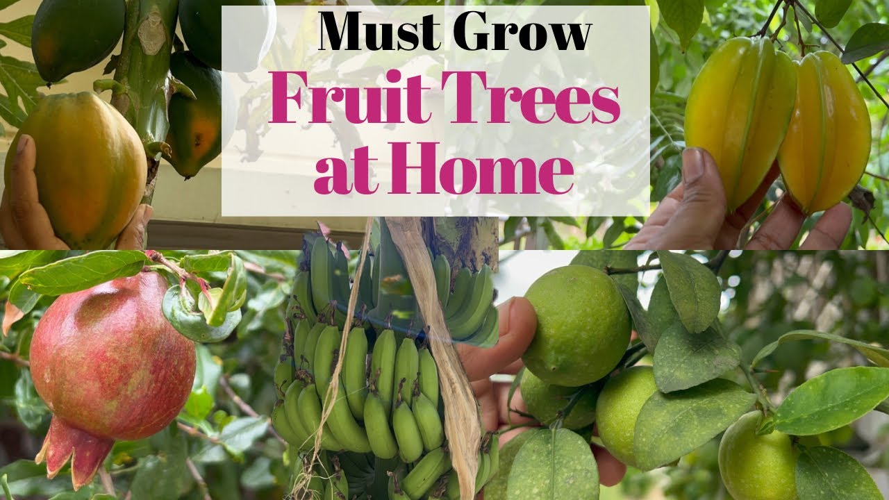 Top 6 Fruit trees to grow at home: Easy to grow Fruit trees for ...