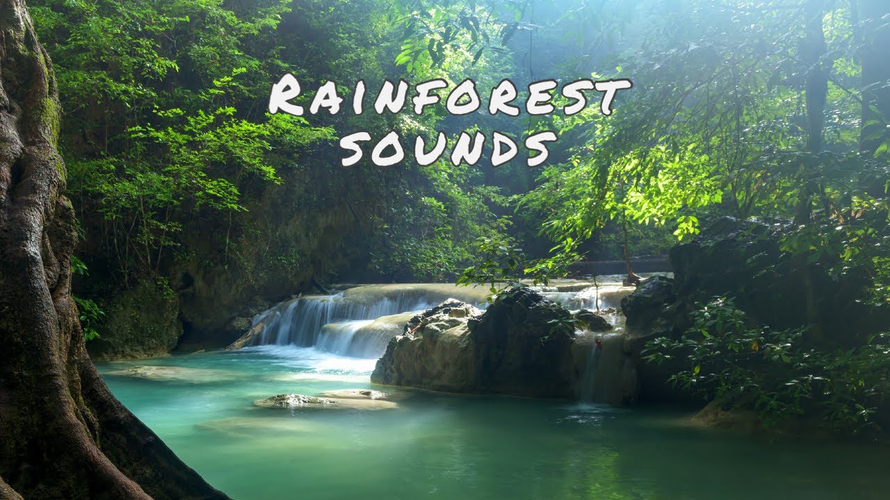 A day in the rainforest as a storm rolls through and night falls ...