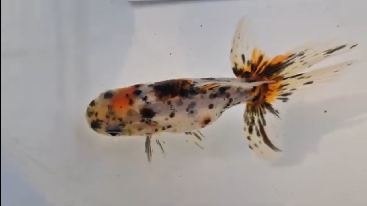 금붕어대통령 당세어 내부 선별 korea goldfish farm - YouTube