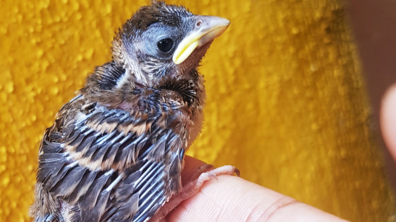 Rescued Baby Sparrow Growth in 7 Days - YouTube