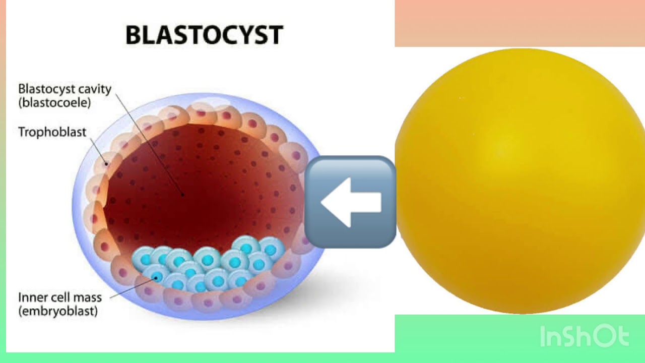 Basics of fertilization, cleavage & formation of germ layers 👍🏼 - YouTube