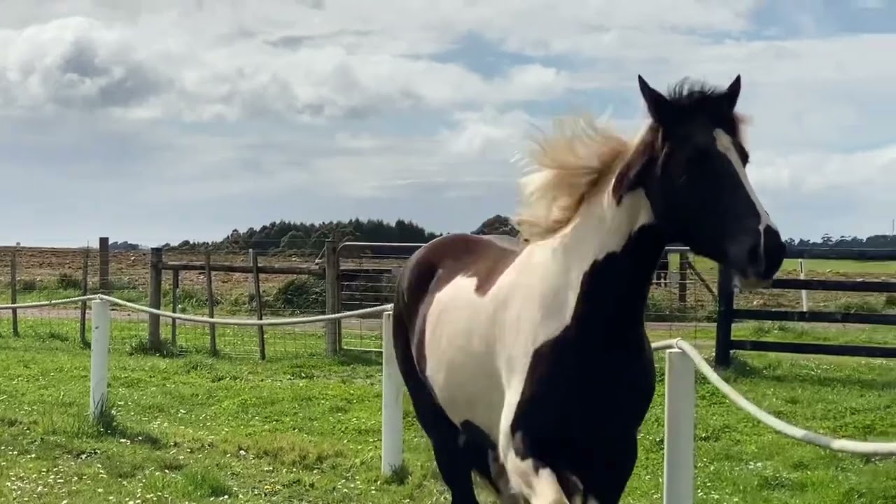 Georgia Irish sport horse Cross mare - YouTube