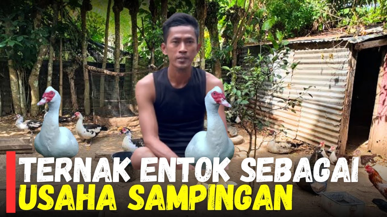 Usaha Sampingan Ternak Entok || Peluang Bisnis Yang Menguntungkan ...