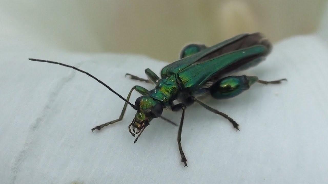 Swollen-thighed beetle - Thick-legged flower beetle - Oedemera nobilis ...