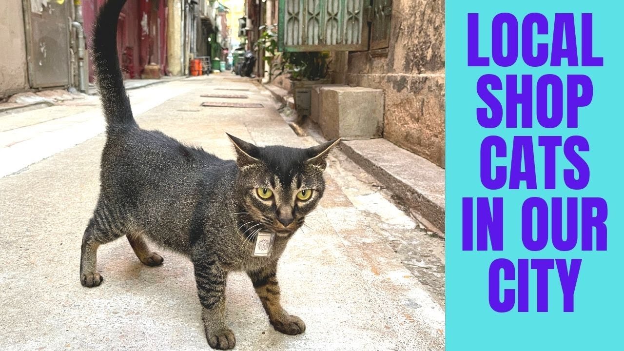 Shop Cat Video Compilation Hong Kong (Part 3) - YouTube