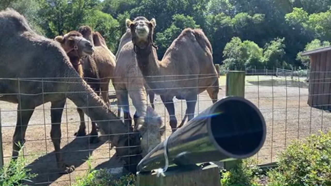Take 2 Living Treasures Animal Park - YouTube