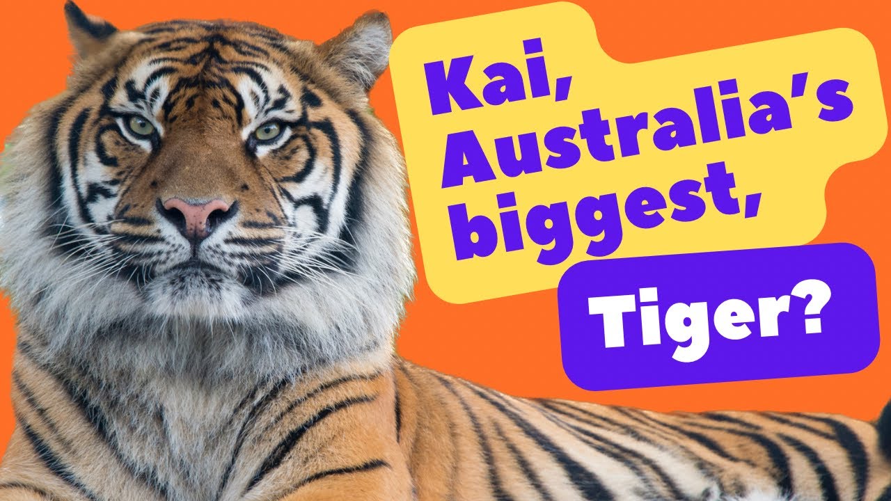 Meeting Australia’s Tallest Tiger 🐅| Australia’s Most Famous Tiger ...