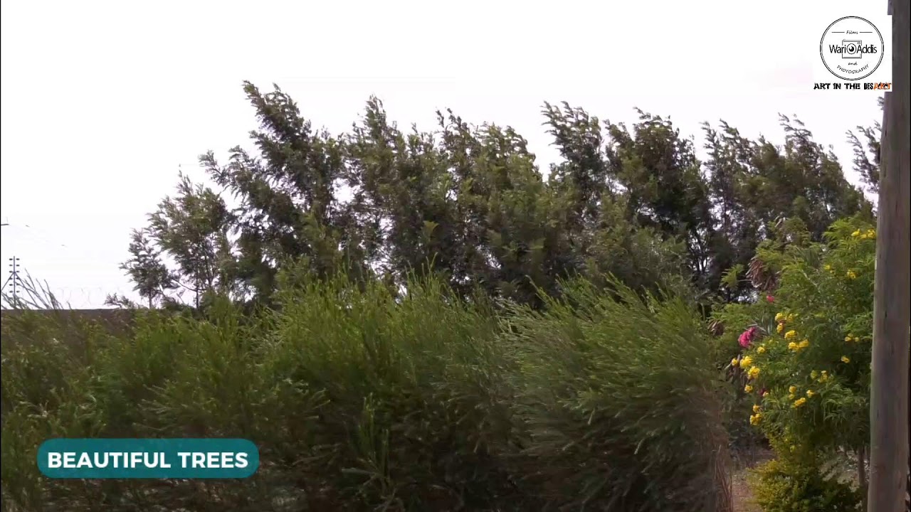 BEAUTIFUL TREES - YouTube