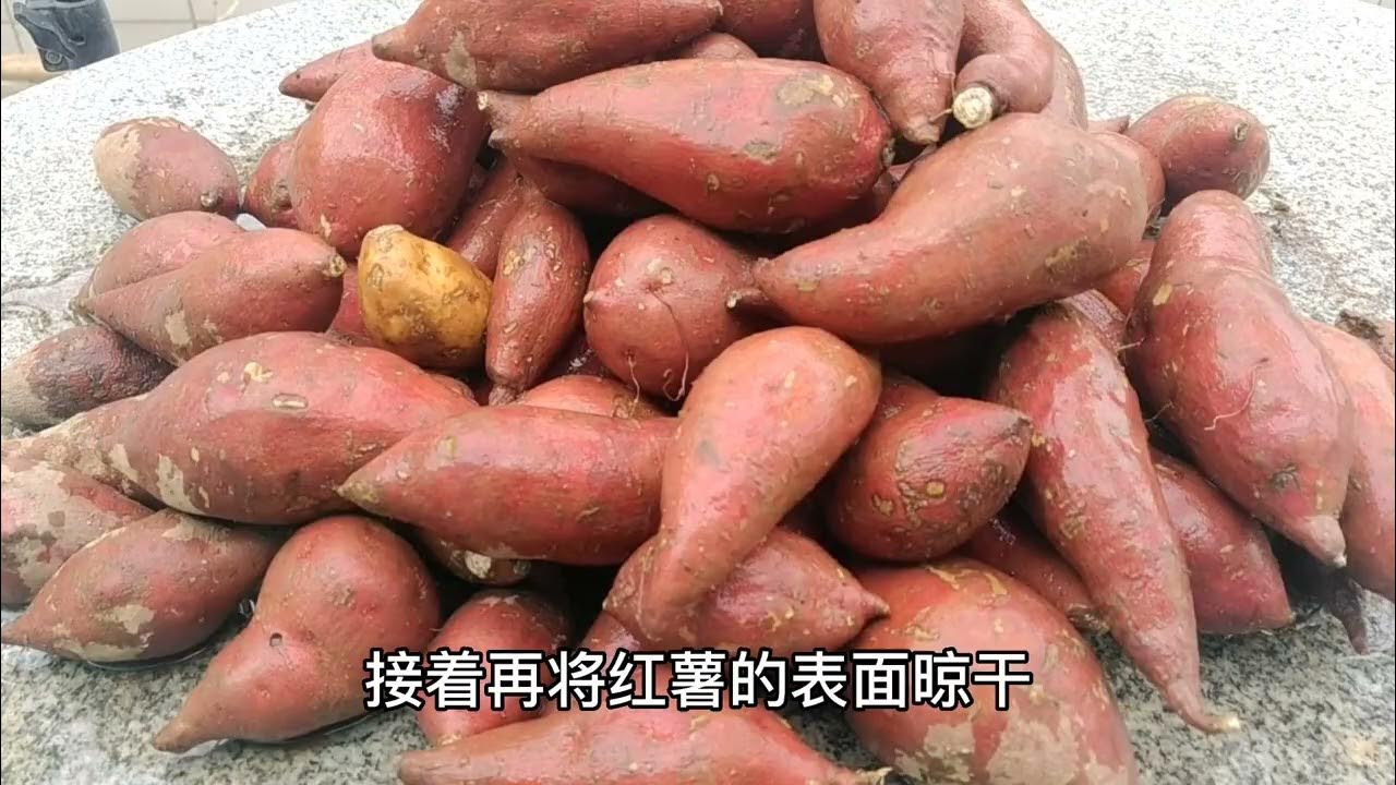 红薯吃不完保存难?用上厨房一物,红薯越放越甜,不烂不发芽 Youtube