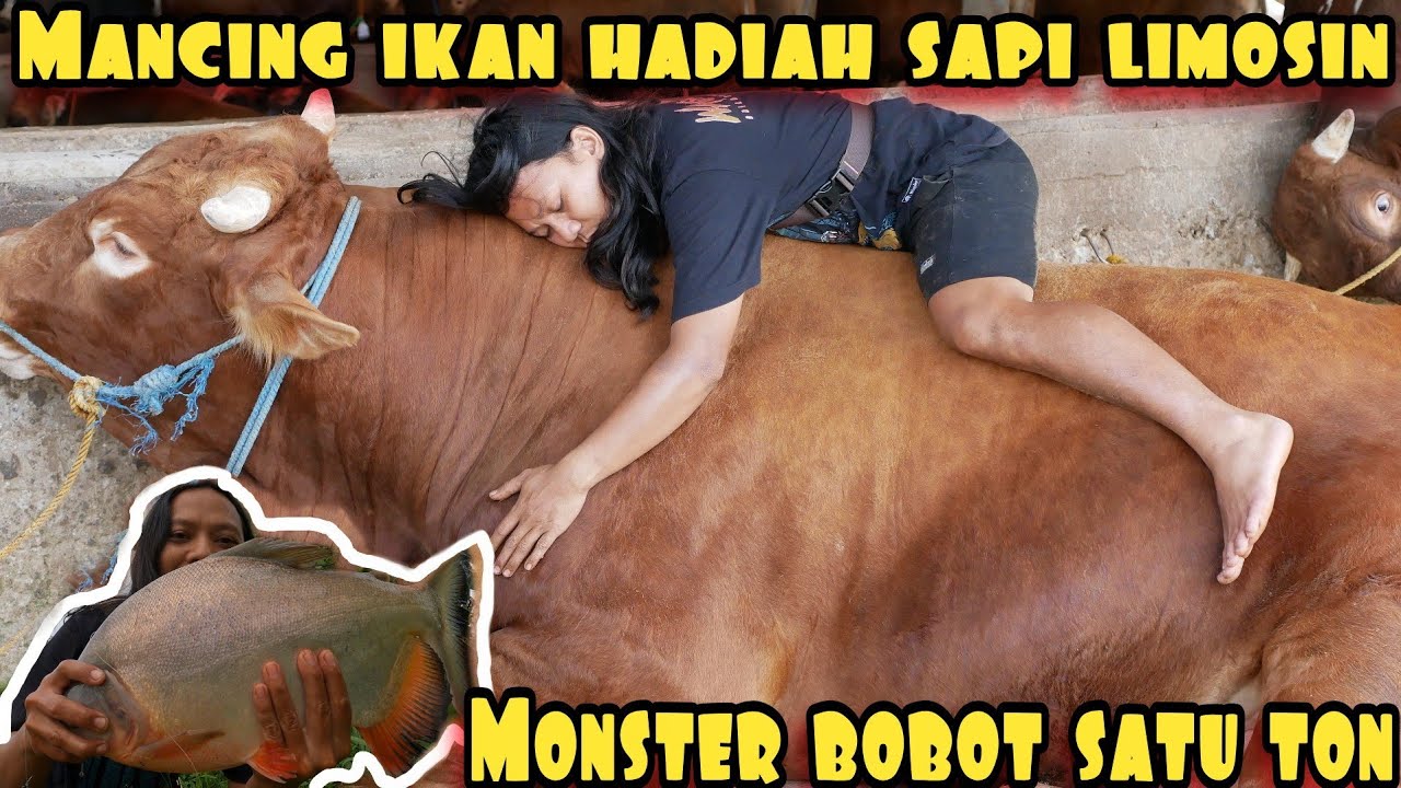 MANCING IKAN PURBA MALAH DAPAT SAPI LIMOSIN SATU TON - YouTube