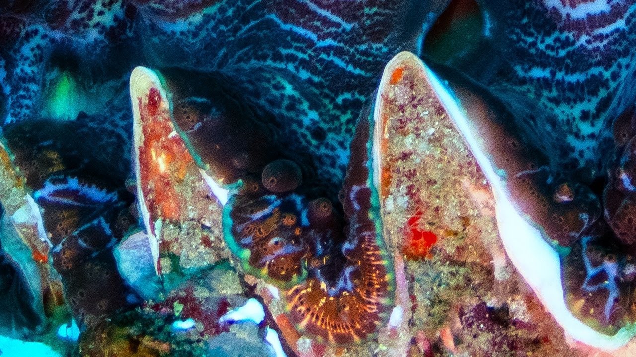 Diving Anton's Cave Sodwana South Africa - YouTube