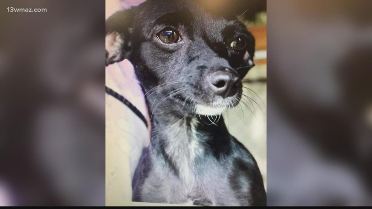 Dog stolen from Perry, Georgia animal rescue returned, adopted shortly ...