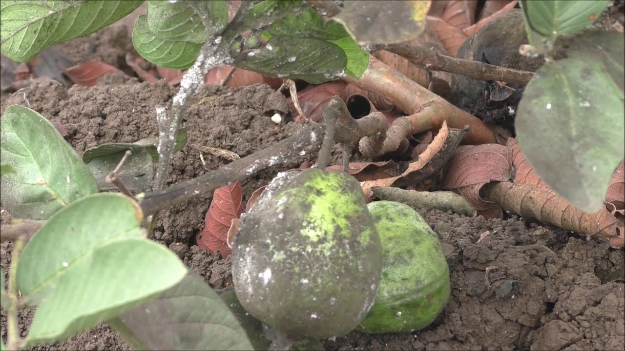 Control of Mealy bug in Guava orchards_DoAG&Digital Green_WestGodavari ...
