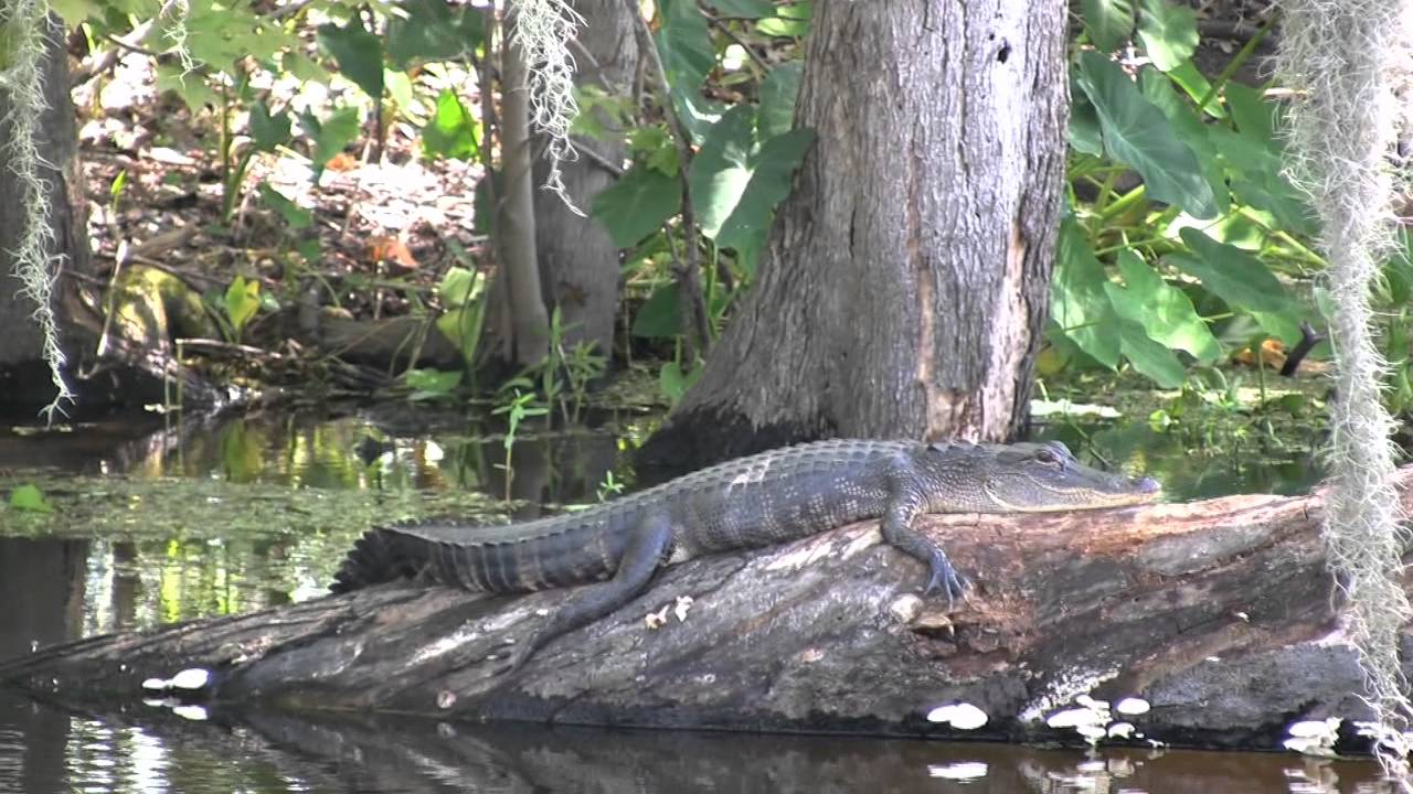 Jean Lafitte Swamp Tours - YouTube