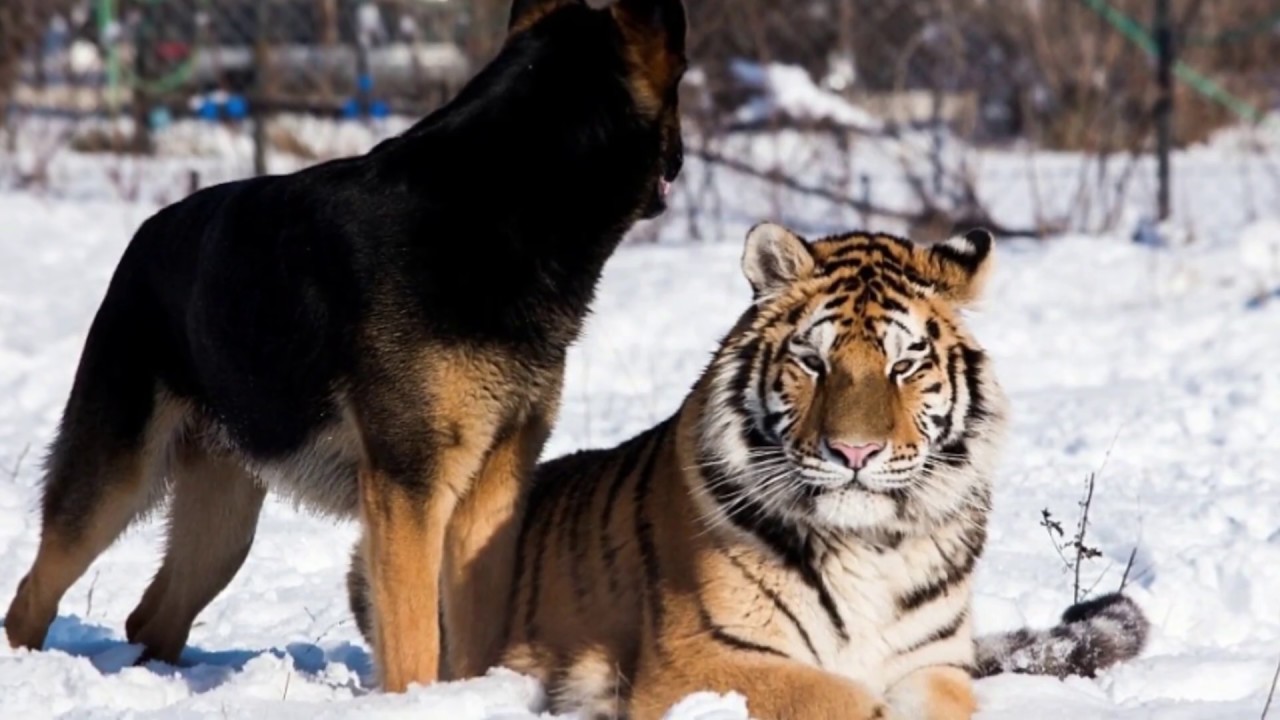 Tiger Cub Who Was Raised By German Shepherds Thinks He’s A Dog... - YouTube