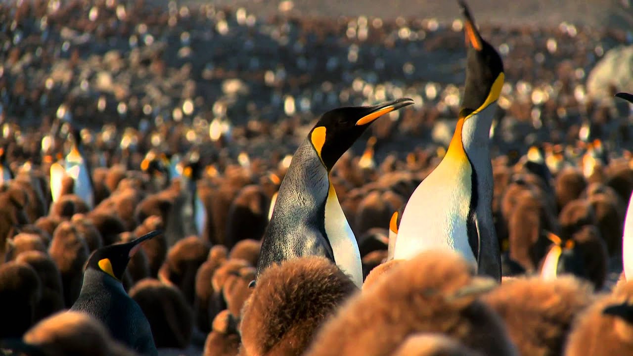 Adventure on National Geographic Explorer - YouTube