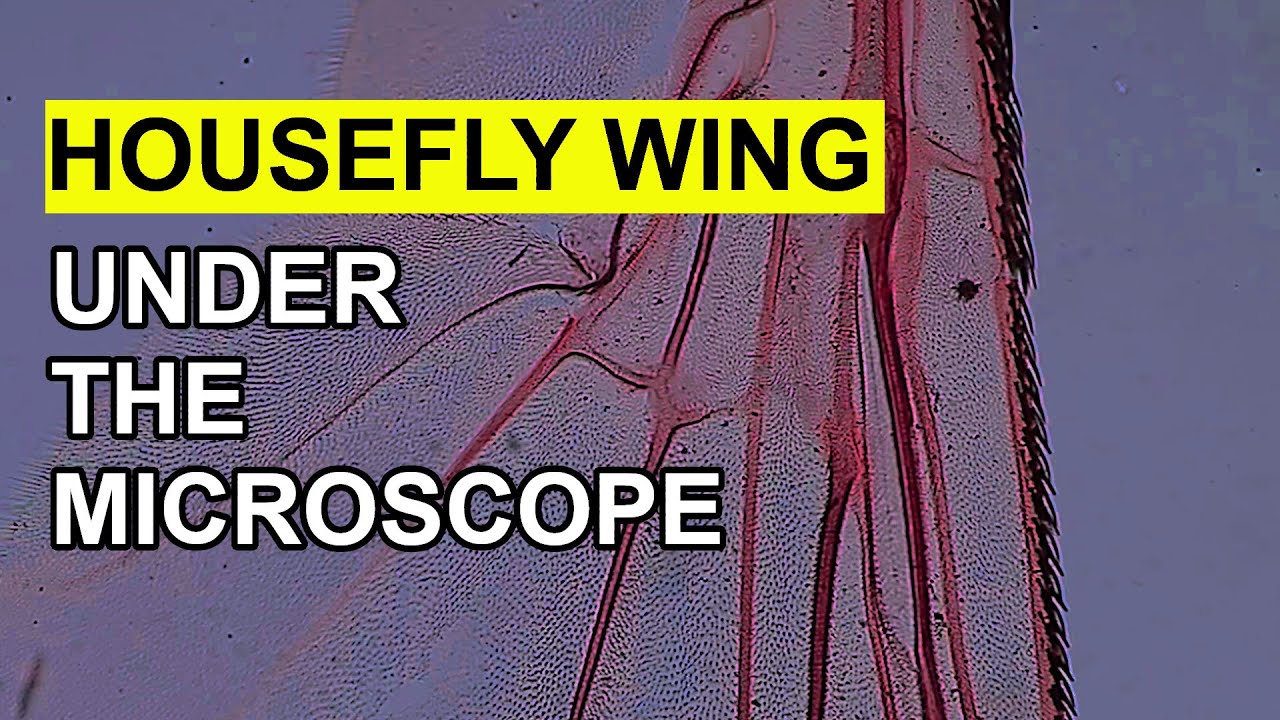Annoying Housefly Wing under the Microscope - YouTube