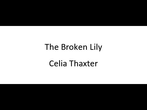 The Broken Lily - Celia Thaxter - YouTube