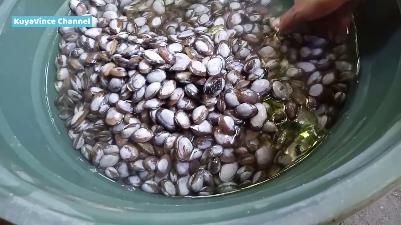 LUKAN Clam Shell Paano ka magluto nito? Sariwang-sariwa bagong kuha ...