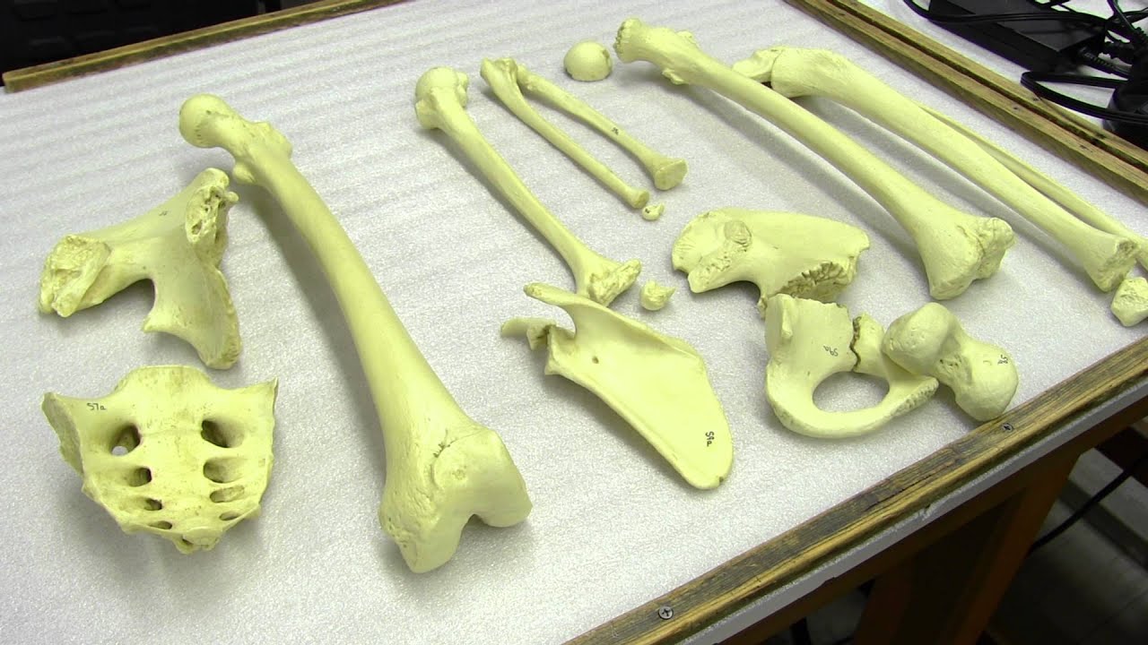 The University of New Mexico--Laboratory of Human Osteology Renovation ...