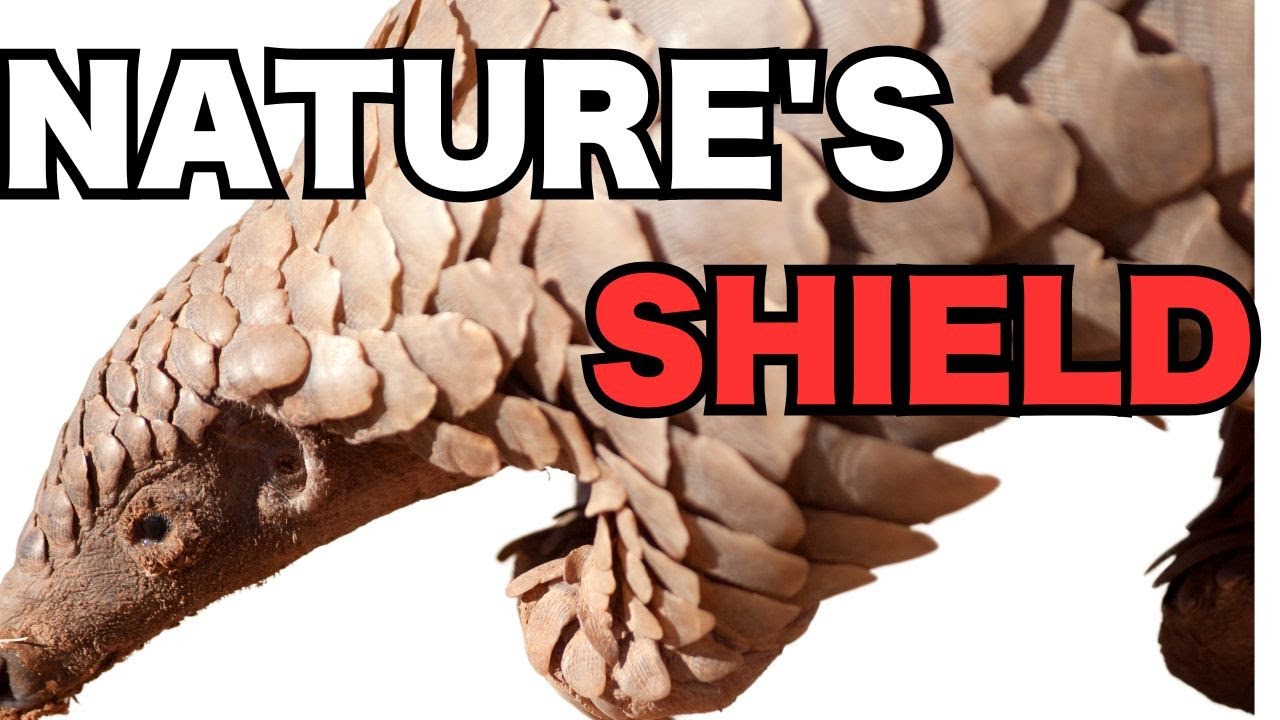 Nature’s Body Armor? Meet the Armored Creatures You’ve Never Noticed ...