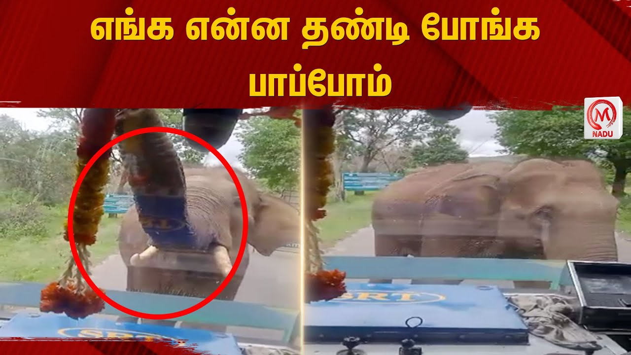 எங்க என்ன தண்டி போங்க பாப்போம் | Erode | Elephant | Bus - YouTube
