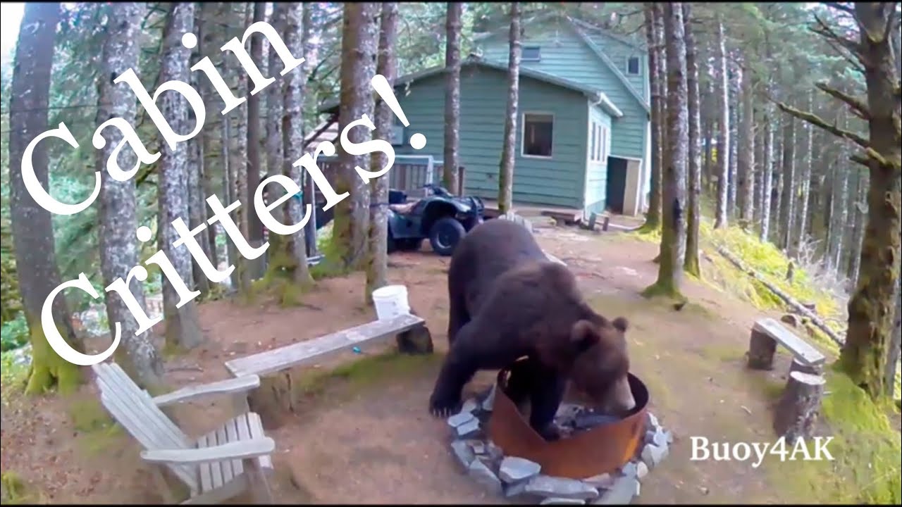 Cabin Critters - YouTube