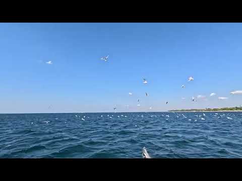 Tekne Turunda Martı Sürprizi! | Muhteşem Anlar 🐦🌊