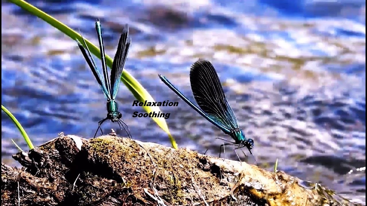Relaxing Dragonfly & Water Sounds for Sleep, Stress Relief, Focus ...