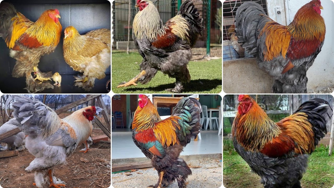 Top 10 Biggest & Cutest Brahma Roosters & Hens l Brahma Chickens ...