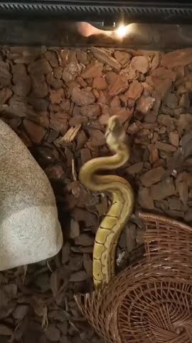 Snake striking slow motion - YouTube
