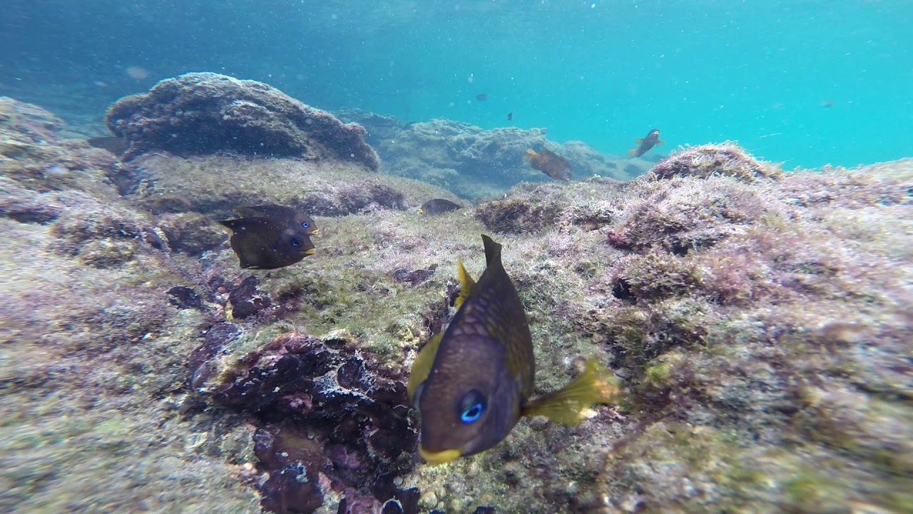 The Galapagos Islands: curious fish with yellow lips - YouTube