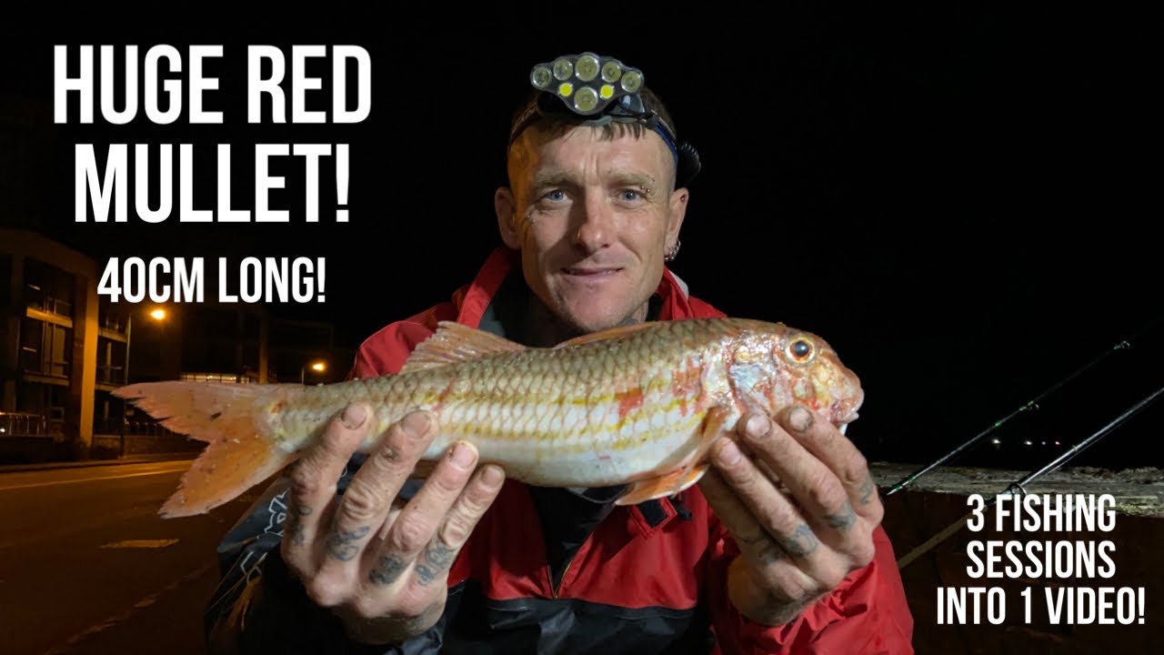 HUGE Red Mullet Caught While Fishing For Gilthead Bream - 3 Fishing ...