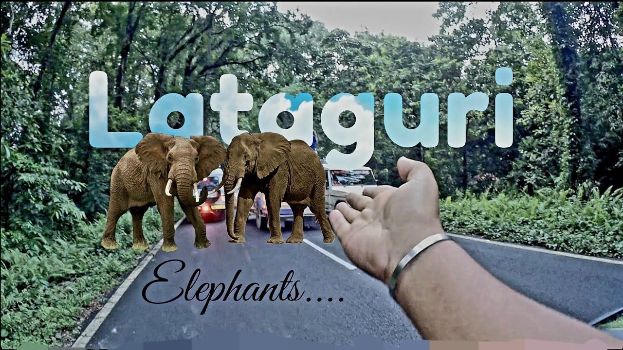 Elephants Er Mukho Mukho Ami ।। Beche Galo Alto Gariti ।। Lataguri ...