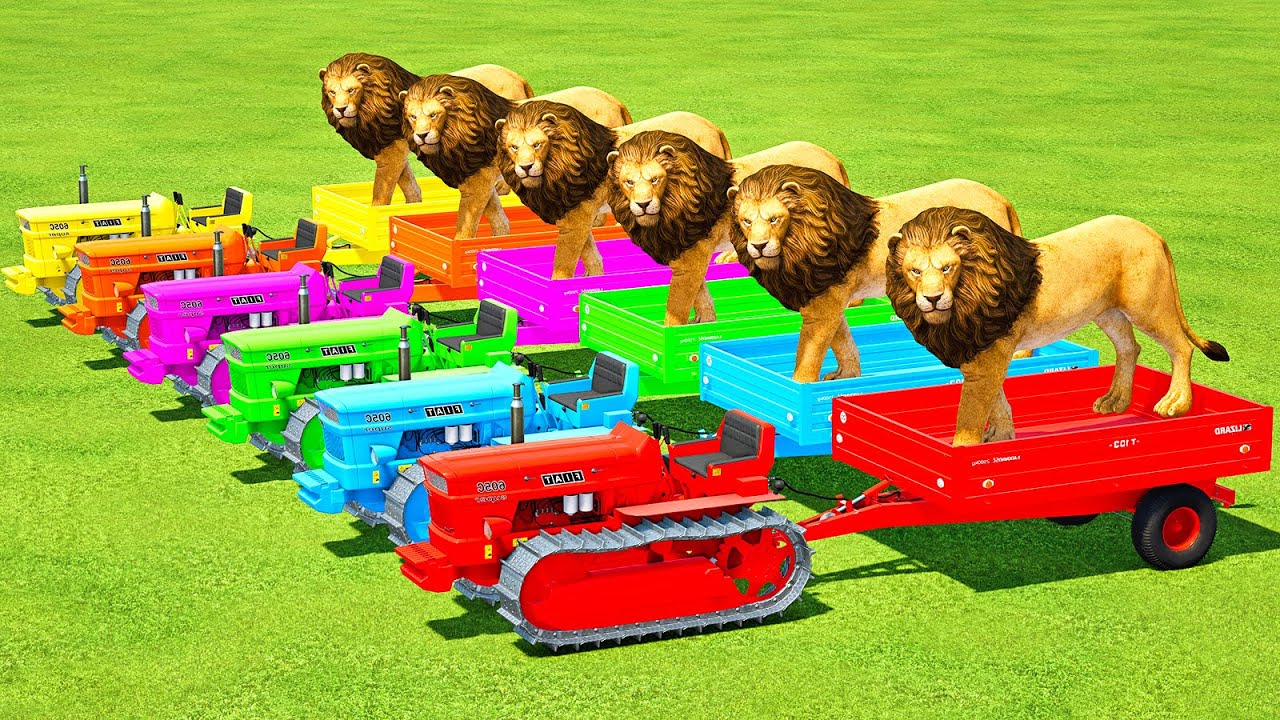 TRANSPORTING LIONS TO ZOO WITH MAN TRUCKS & FIAT MINI TRACTORS ...