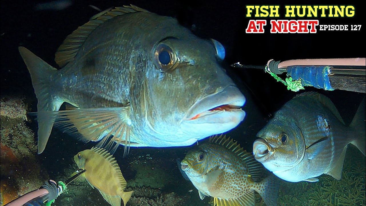 NIGHT SPEARFISHING EPISODE 127 | FISH HUNTING AT NIGHT - YouTube