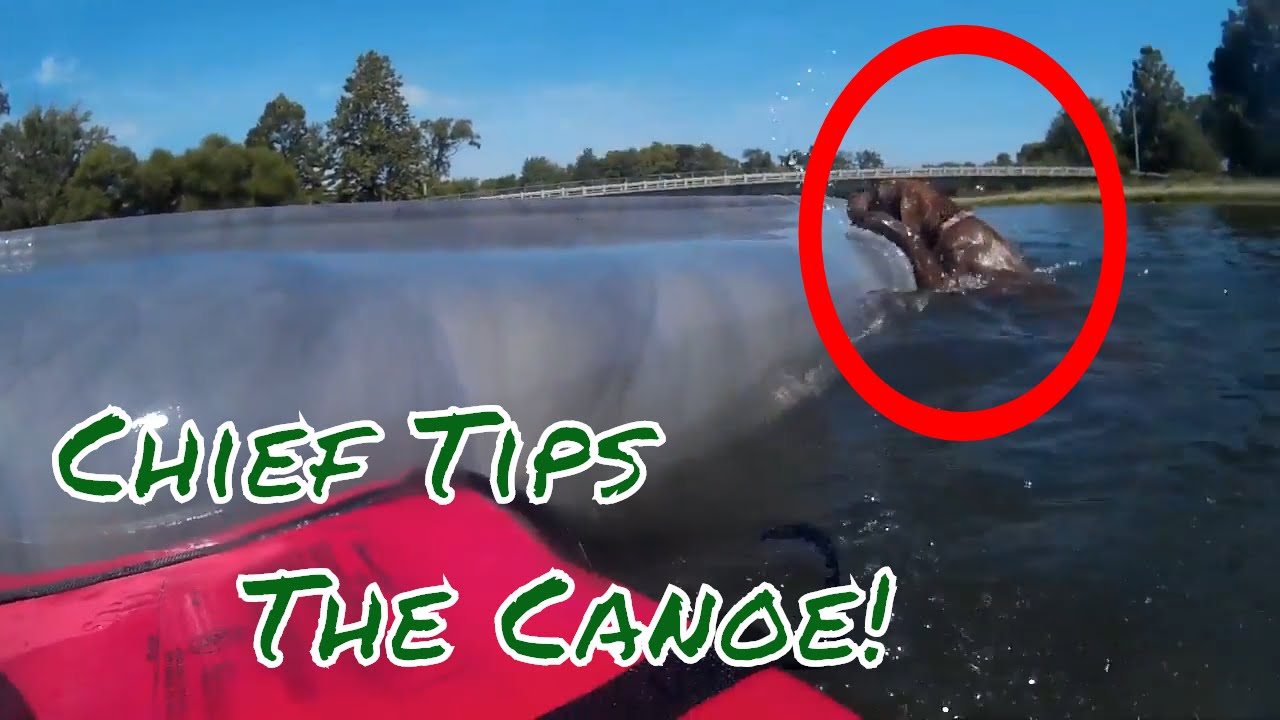 Canoe Trip with Chief the Lab - 2016 Chief tips us over! - YouTube