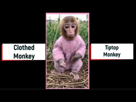 Clothed Cute Monkey - Tip Top Monkey - YouTube